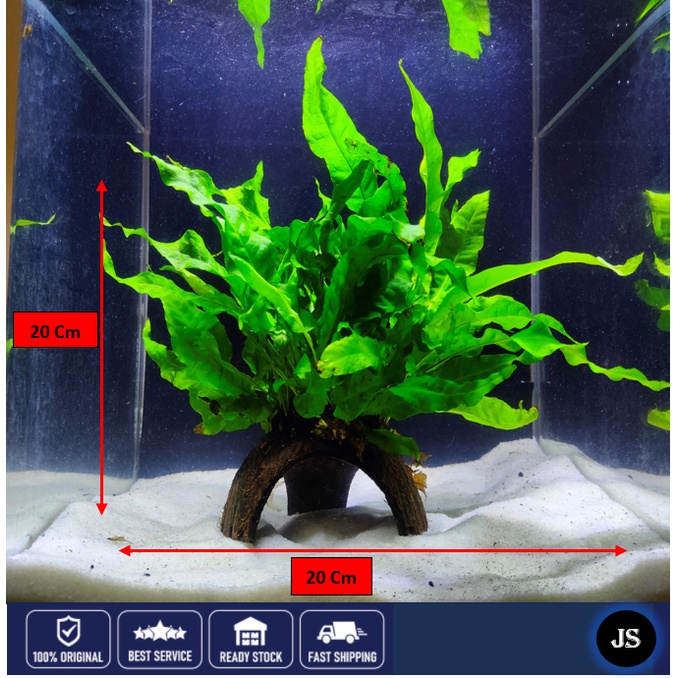 🔥Buy 3 Free 1🔥Anubias, Windelov & Java Fern Aquatic Live Plant (Anubias ...