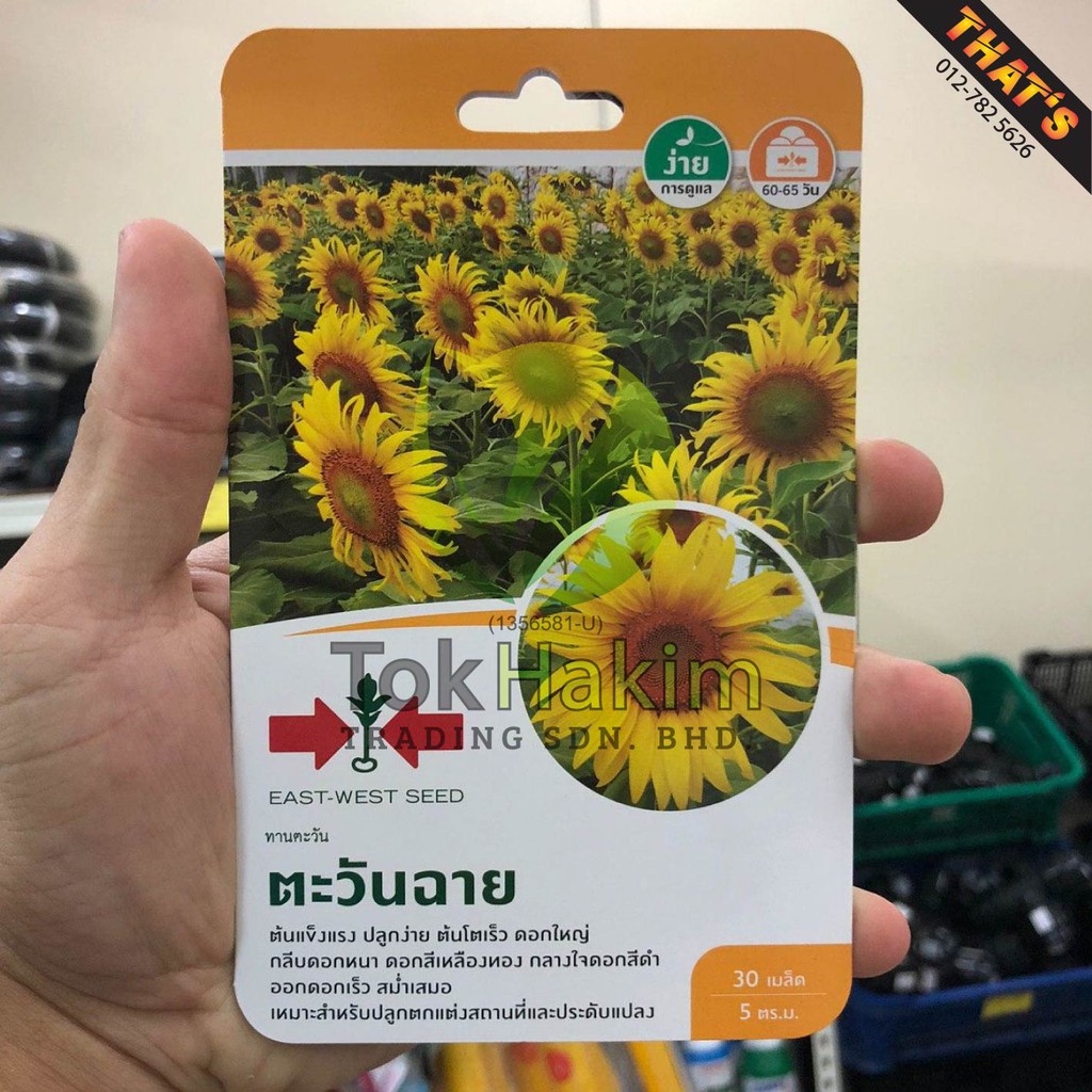 Benih Bunga Matahari/Sun Flower KUNING Cap Panah Merah/East West (30 ...