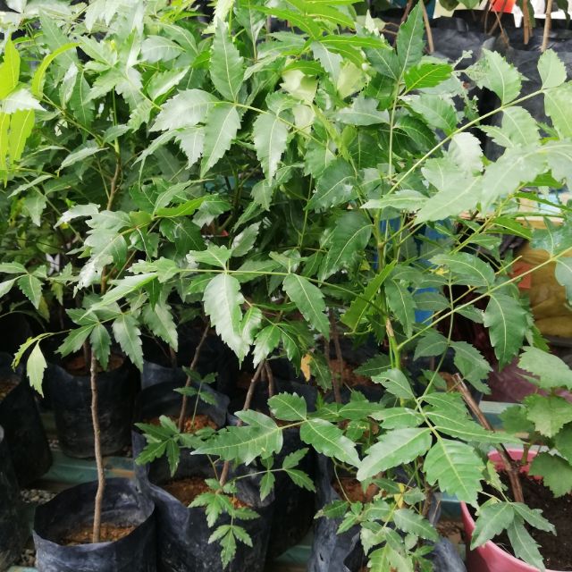 Anak pokok semambu (Neem Tree) | Shopee Malaysia
