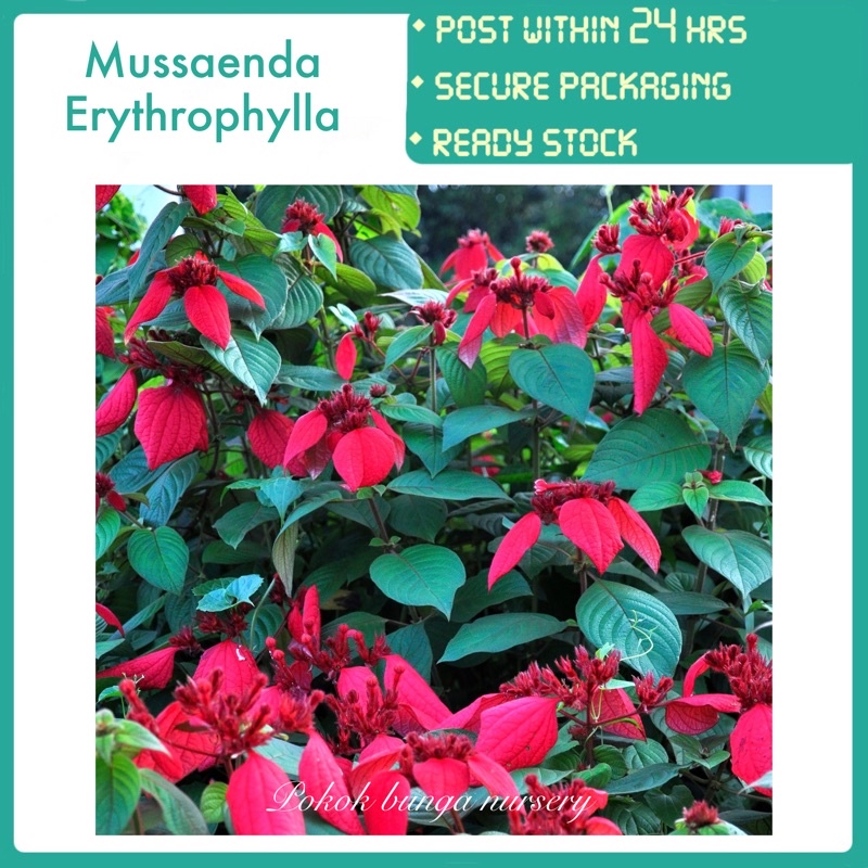 PBN - mussaenda erythrophylla - pokok bunga nursery nusa indah merah ...