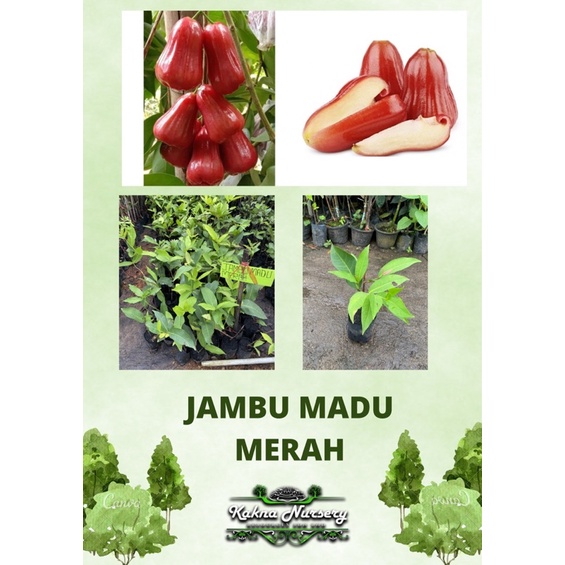 Jambu Madu Merah / Jambu Air Loceng / Jambu Loceng Merah / Anak Pokok ...
