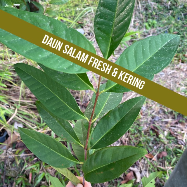 Daun Salam Segar / Bay Leaf Fresh & Salam Kering Dried | Shopee Malaysia