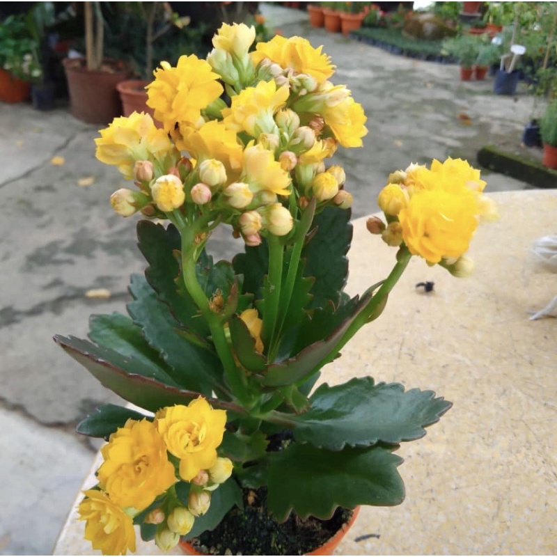 live plant POkok bunga hidup berbunga BUNGA SETAWAR, bunga daisy bunga ...