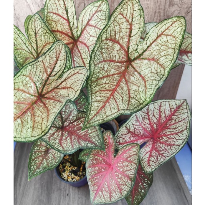 Southern Charm Caladium (Keladi USA) | Shopee Malaysia