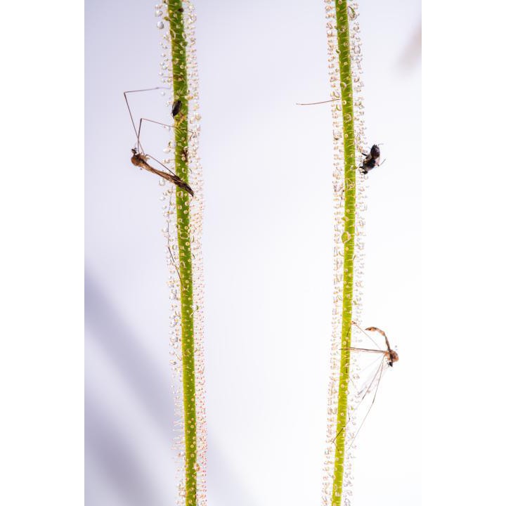 [Bunface Potato Carnivorous Plants] Drosera Tracyi- Sundews | Shopee ...