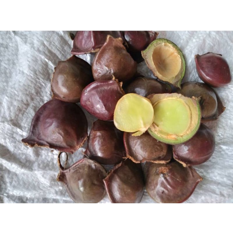 🔥 JERING PADI MUDA 🔥 | Shopee Malaysia