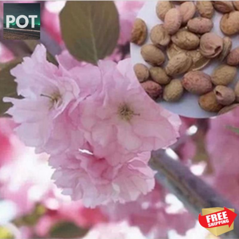 10pcs Beautiful Japanese Red Sakura Flower seeds Cherry Blossoms Tree ...