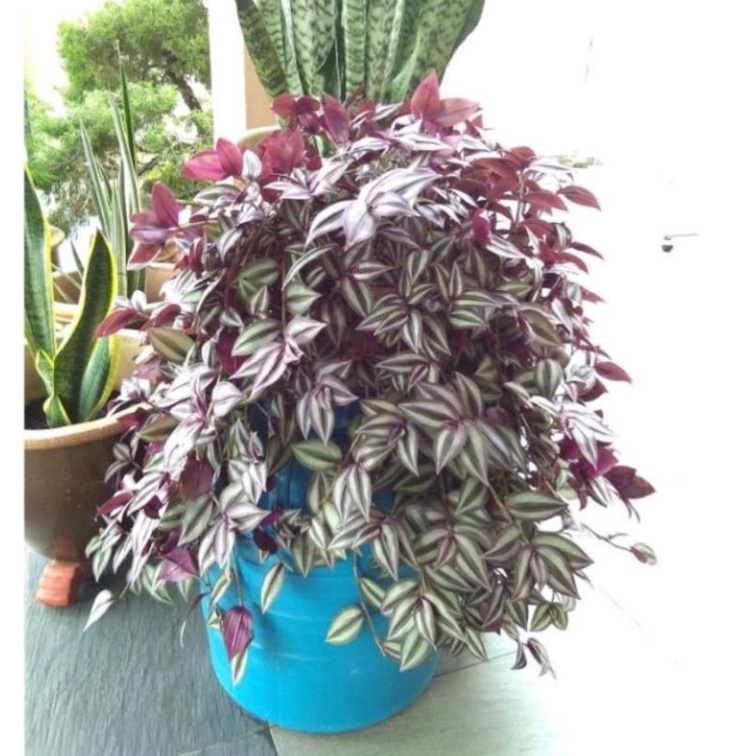 3 KERATAN BUNGA (Tradescantia) | Shopee Malaysia