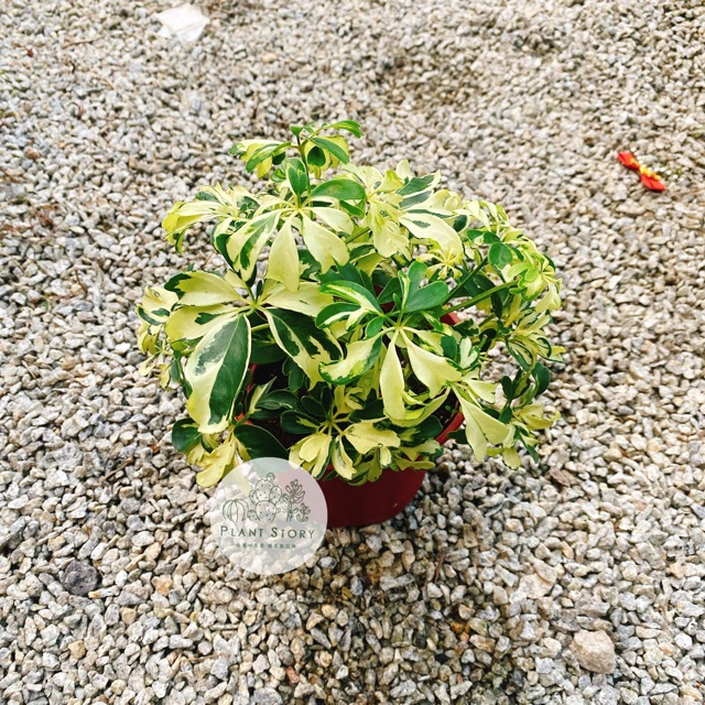 🌱Schefflera arboricola ‘Dazzle’🌱七叶莲🌱Indoor plant🌱Outdoor plant🌱Ready stock🚚🚚 | Shopee Malaysia