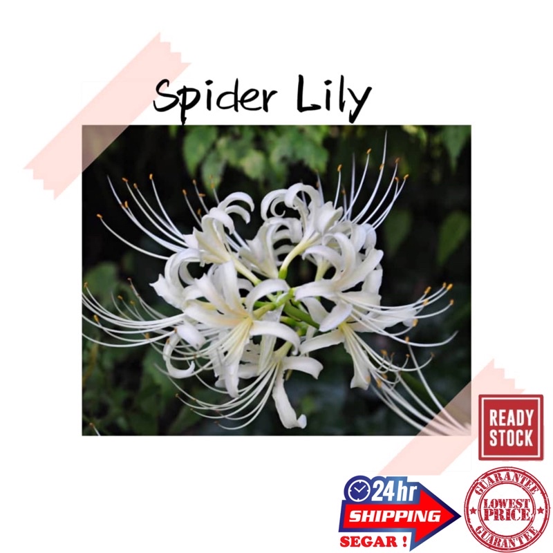 (GG REAL PLANT) spider lily ^ white flower bunga warne putih Pokok ...
