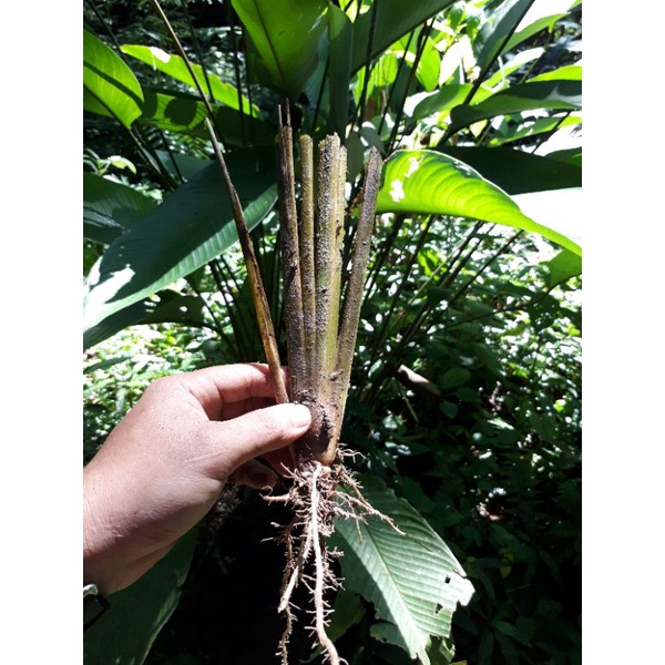 keratan pokok lerek berakar tanpa daun | Shopee Malaysia