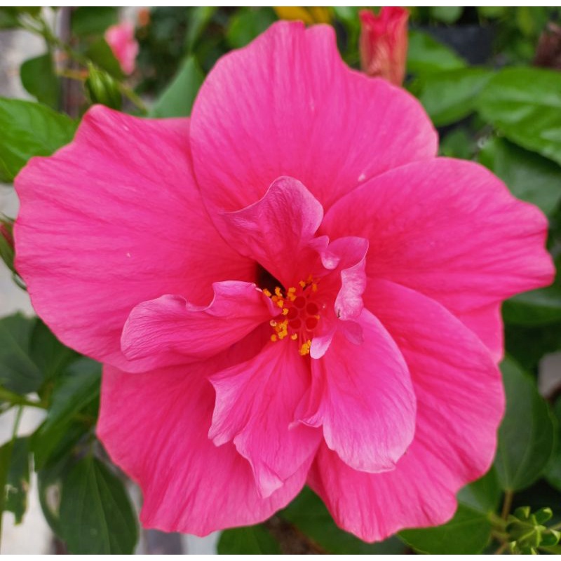 Pokok Bunga Raya Hybrid - Hibiscus [Live Plant] | Shopee Malaysia