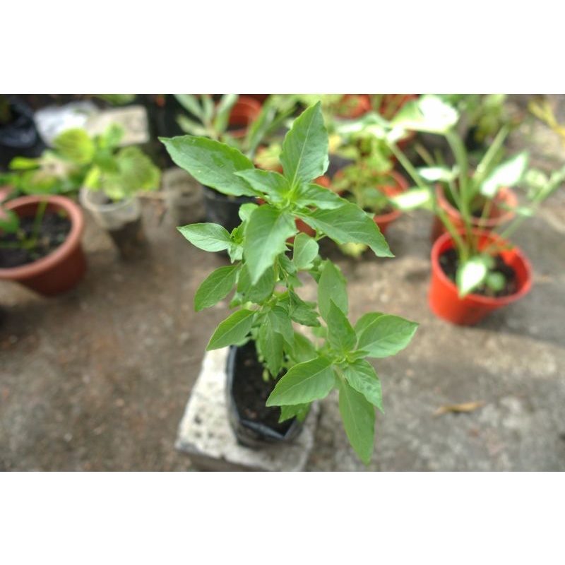 Anak pokok buah Ajaib/cili padi/lempuyang/chemangi/selasih putih,kunyit ...