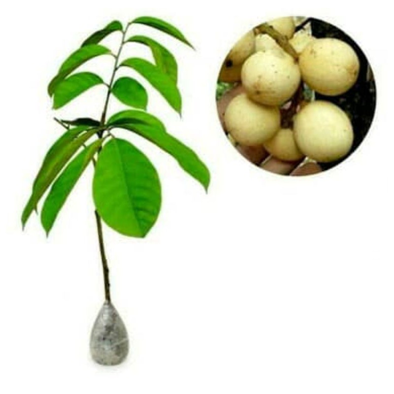 Pakej 10 Anak Pokok Langsat Duku | Shopee Malaysia