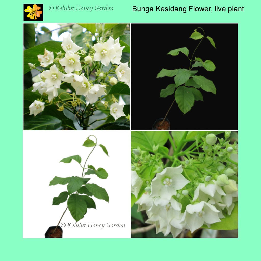 Bunga Kesidang Flower Plant, Bread Flower, Vallaris Glabra, Kerak Nasi ...
