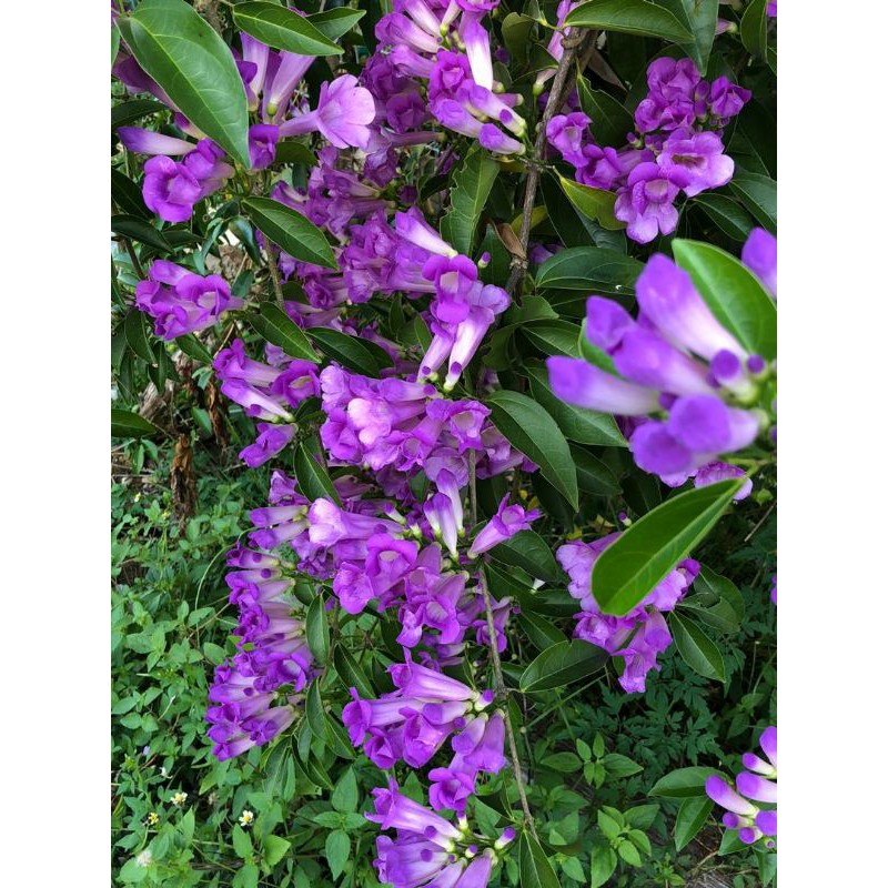 Garlic Vine Flower Bunga | Shopee Malaysia