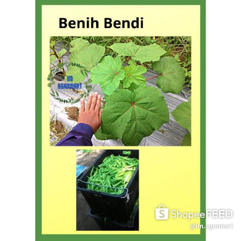[40 biji/pack] Benih Bendi Susu | Shopee Malaysia