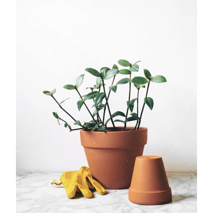 Herba Pokok Telinga Kera { Tradescantia Albiflora } | Shopee Malaysia