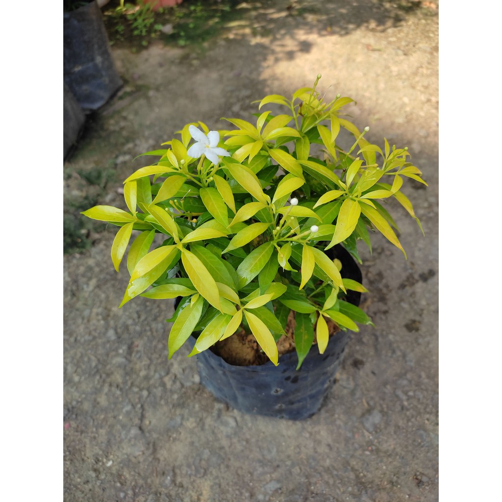 THAI JASMINE ERVATAMIA KUNING PUTIH REAL PLANT READY STOCK | Shopee ...