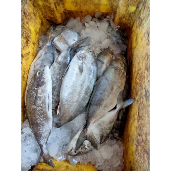 1kg Ikan aji-aji(ikan tauhu) fresh | Shopee Malaysia