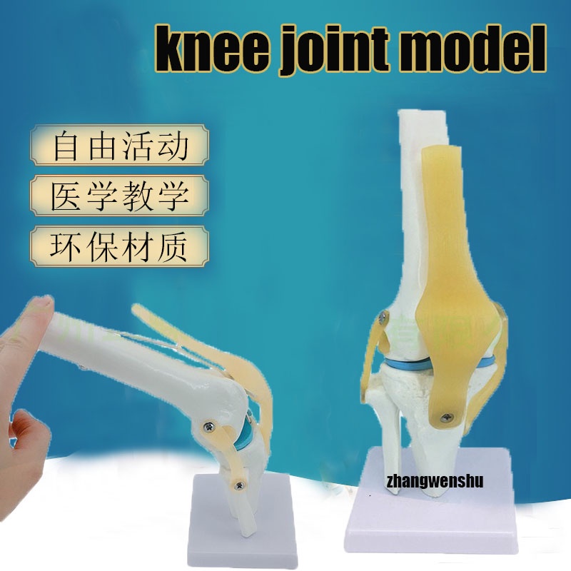 Human Anatomical Knee Joint Flexible Skeleton Model Medical Learning ...