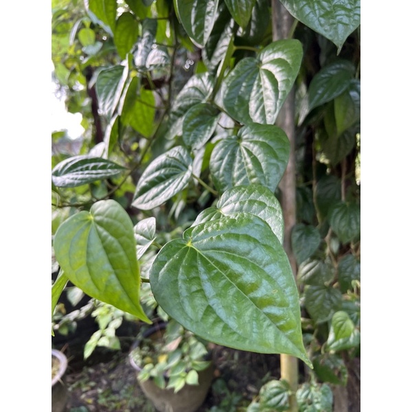 pokok sireh herba polybag | Shopee Malaysia