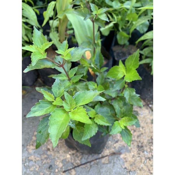 Misai kucing pokok herba dalam polybag | Shopee Malaysia