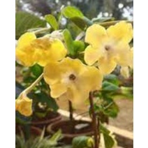 HEALTHY, FRAGRANT AND BIG PLANTS POKOK BUNGA YELLOW YTT ( YESTERDAY ...