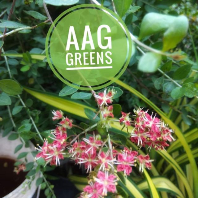 Pokok inai bunga merah (lawsonia inermis) Merah terang | Shopee Malaysia
