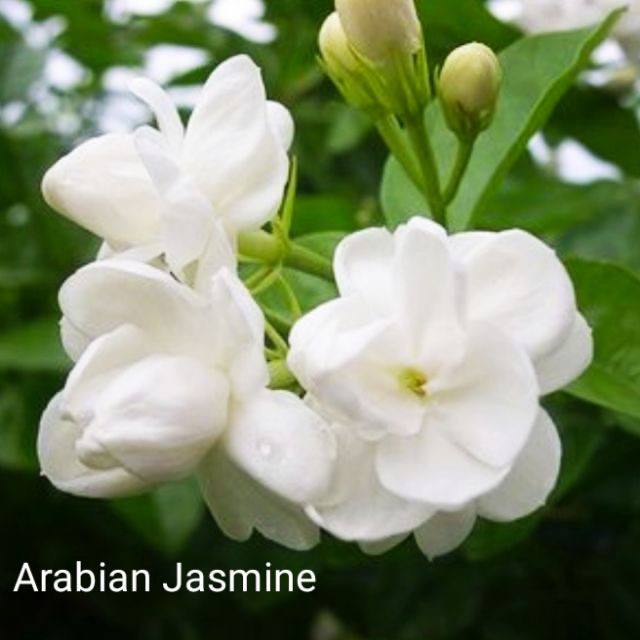 Pokok Bunga Melur (Arabian Jasmine). | Shopee Malaysia