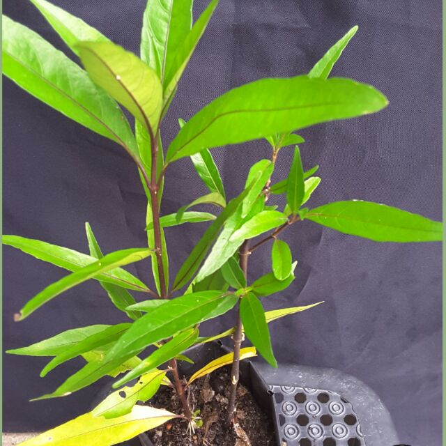 POKOK GANDARUSA HITAM/ Anak Pokok | Shopee Malaysia