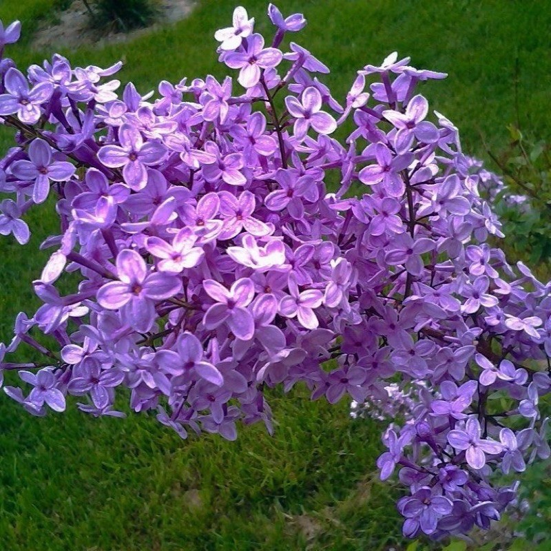 Ready Stock Biji Benih Bunga Lilac Flower seeds Lilac | Shopee Malaysia