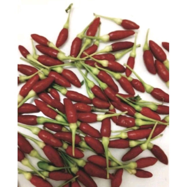 ANAK POKOK CILI API KAMPUNG | Shopee Malaysia