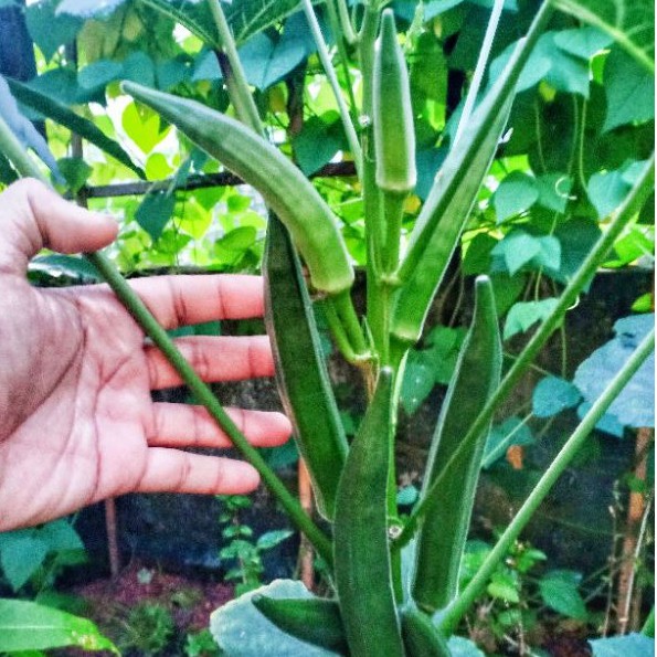 Biji Benih Bendi Hijau Okra Seeds | Shopee Malaysia