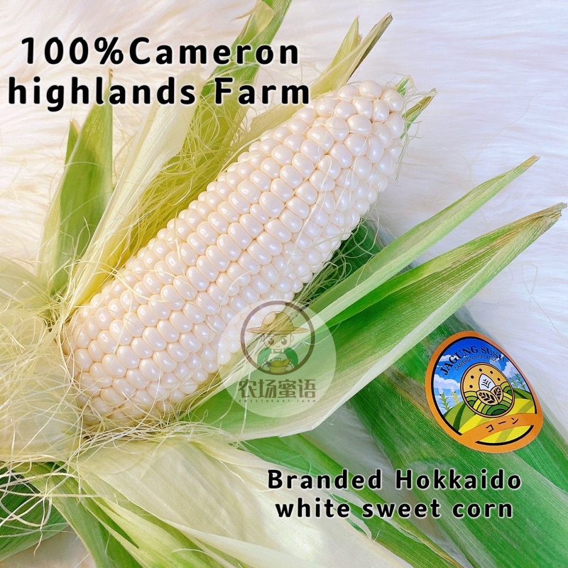 1A/ 2A/ 3A (6-10 PCS/set) | White sweet Corn | jagung susu manis | 💯 ...
