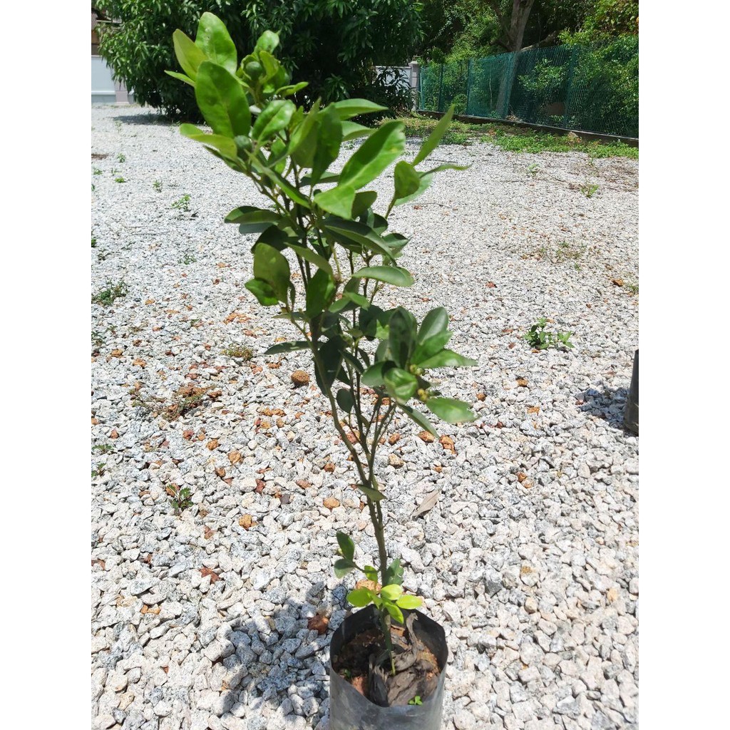 Anak Pokok Limau Kasturi (Dah Berbuah) | Shopee Malaysia