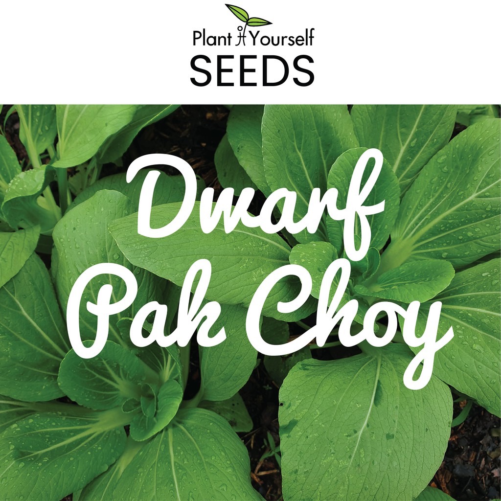 SEEDS Dwarf Pak Choy / 小白菜 (2.5g | 10g | 29g) | Shopee Malaysia