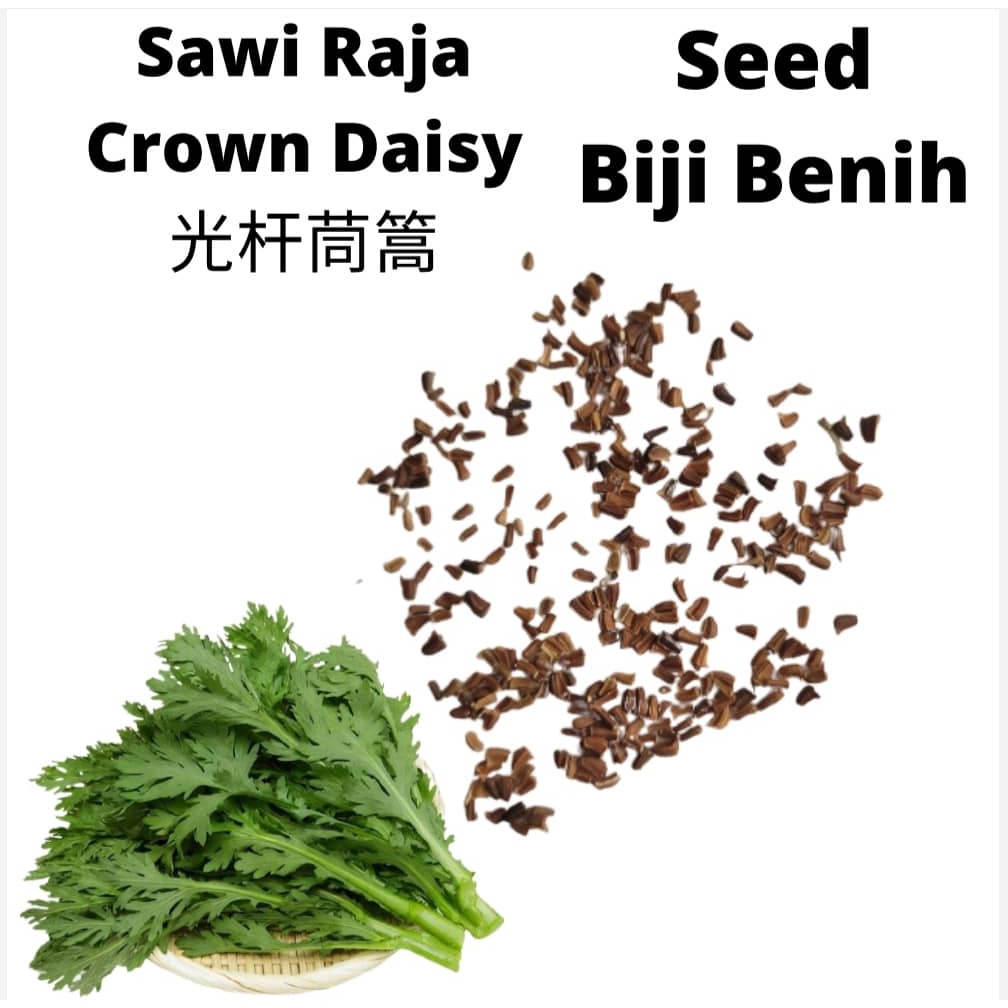 Crown Daisy Organic 有机光杆茼篙菜种子 Garland Sawi Raja Biji Benih Vege Sayur ...