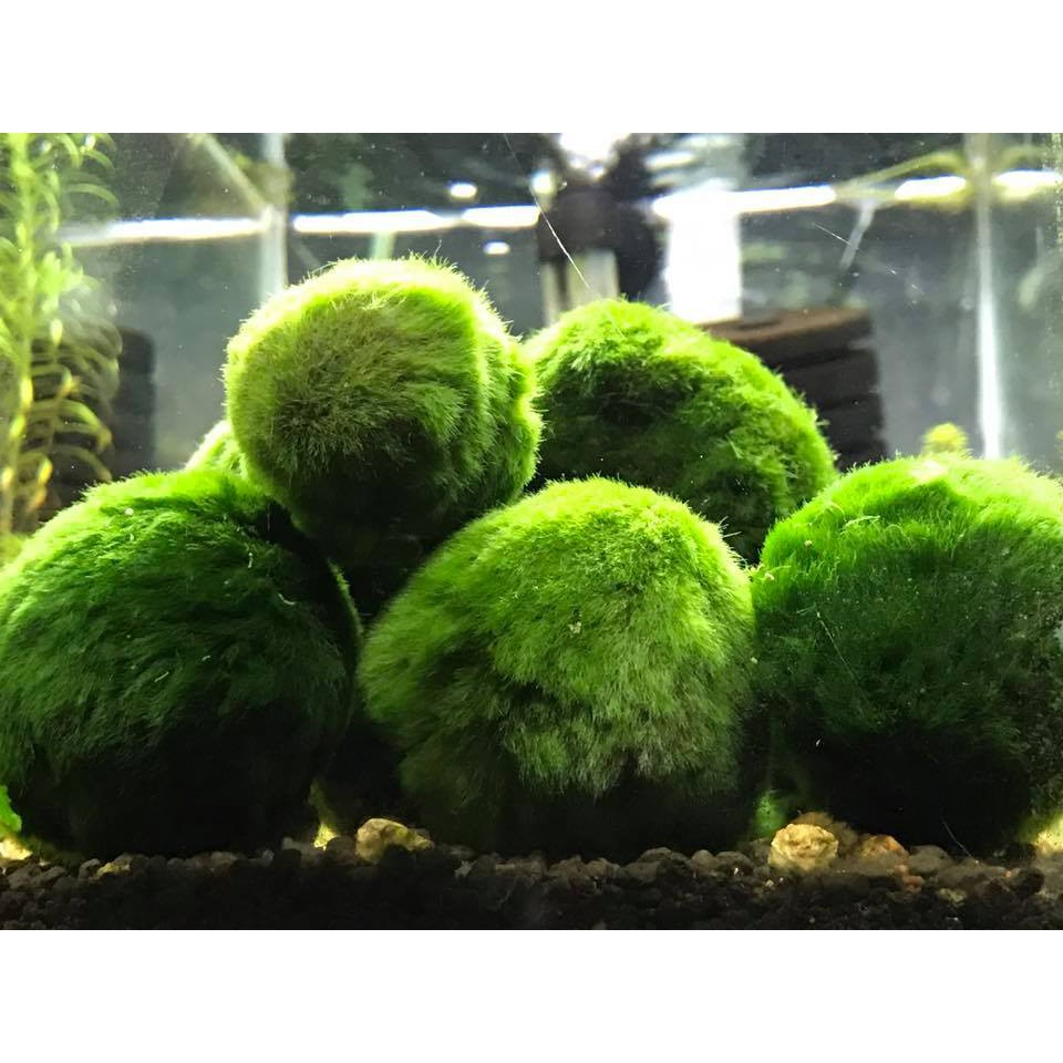Marimo / Moss Ball Aquatic Plant | Shopee Malaysia
