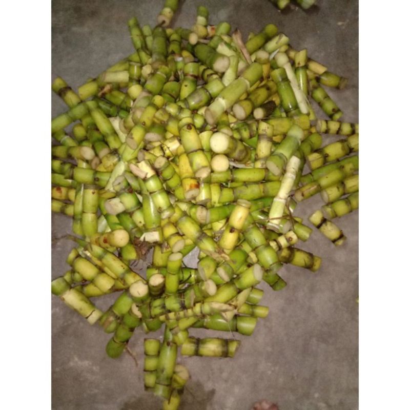 BENIH TEBU TELOR/TEBU KUNING,KERATAN BENIH (1GUNI) 200 BATANG | Shopee ...