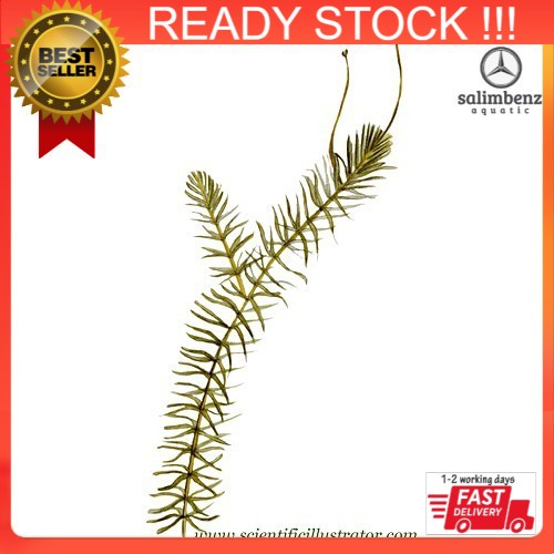 BELI7FREE3!!! 1stem HYDRILLA RUMPAI AIR untuk biak kutu air moina DM ...