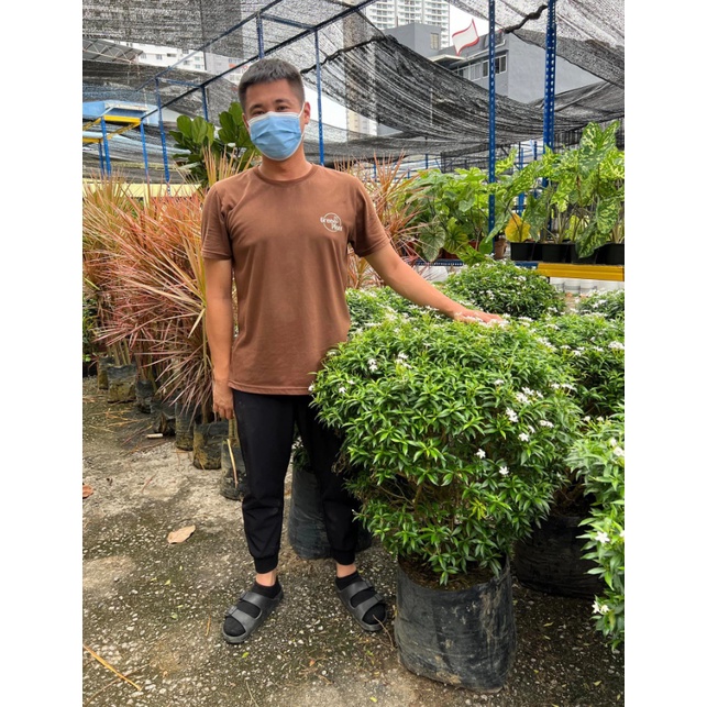 GPS Green Plant Society Live Plant Tabernaemontana Divaricata ...