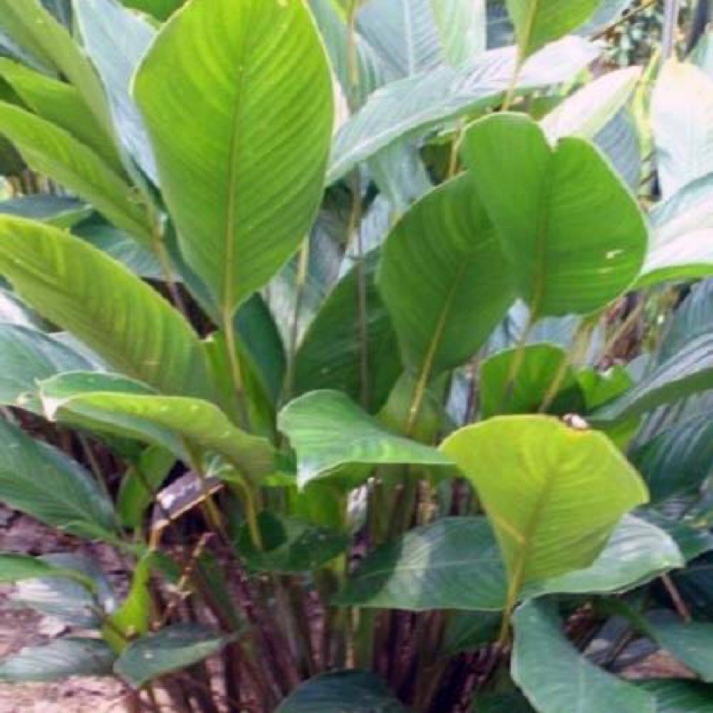 DAUN LEREK/DAUN LEREK LEMANG/UNTUK MASAK LEMANG | Shopee Malaysia