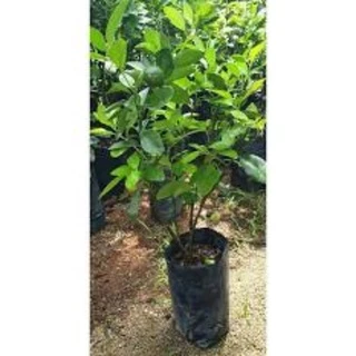 Buy limau Online With Best Price, Jul 2024 | Shopee Malaysia