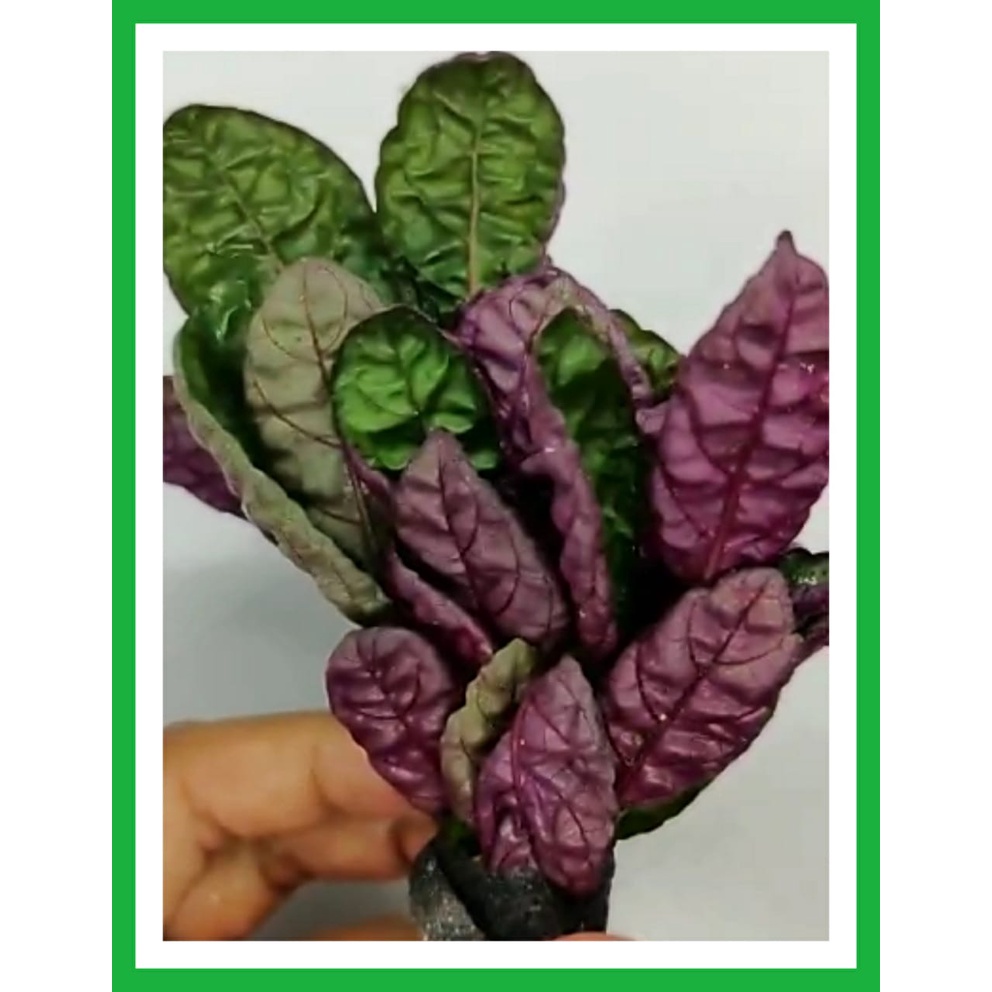 Hemigraphis Colorata Exotica(Aquascape/Aquarium plant) | Shopee Malaysia