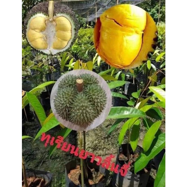 💥Benih Durian Rare Thailand YAU LIN CHEE💥💥 | Shopee Malaysia