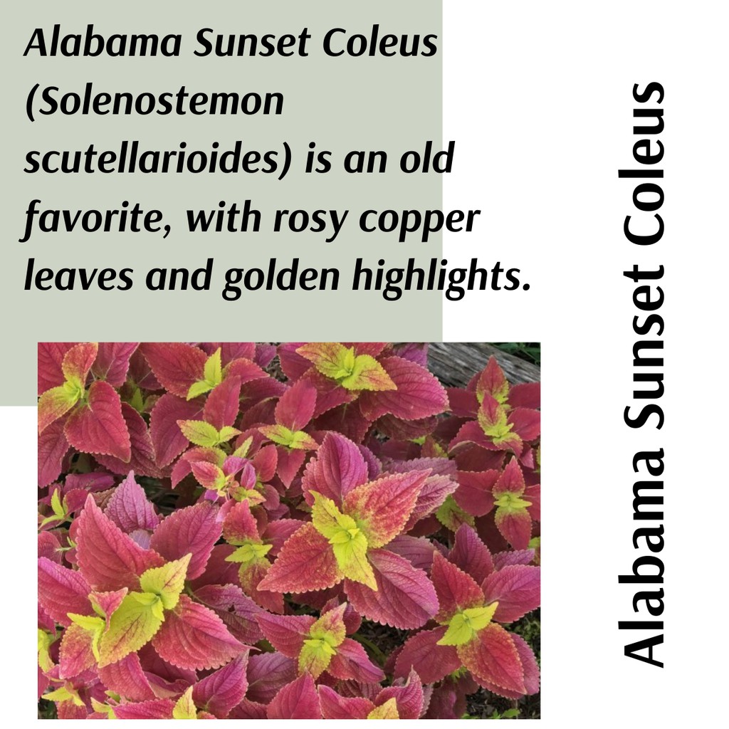 (Real Plant) Coleus Alabama Sunset pokok ati-ati hidup hiasan rumah ...