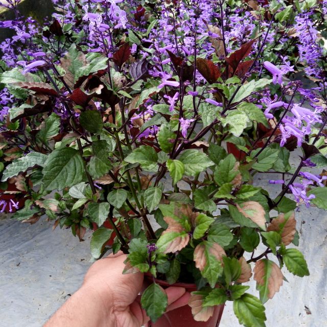 Anak Pokok Bunga Lavender Pkok Bunga Hiasan Pokok Hidup Lavender Ungu ...