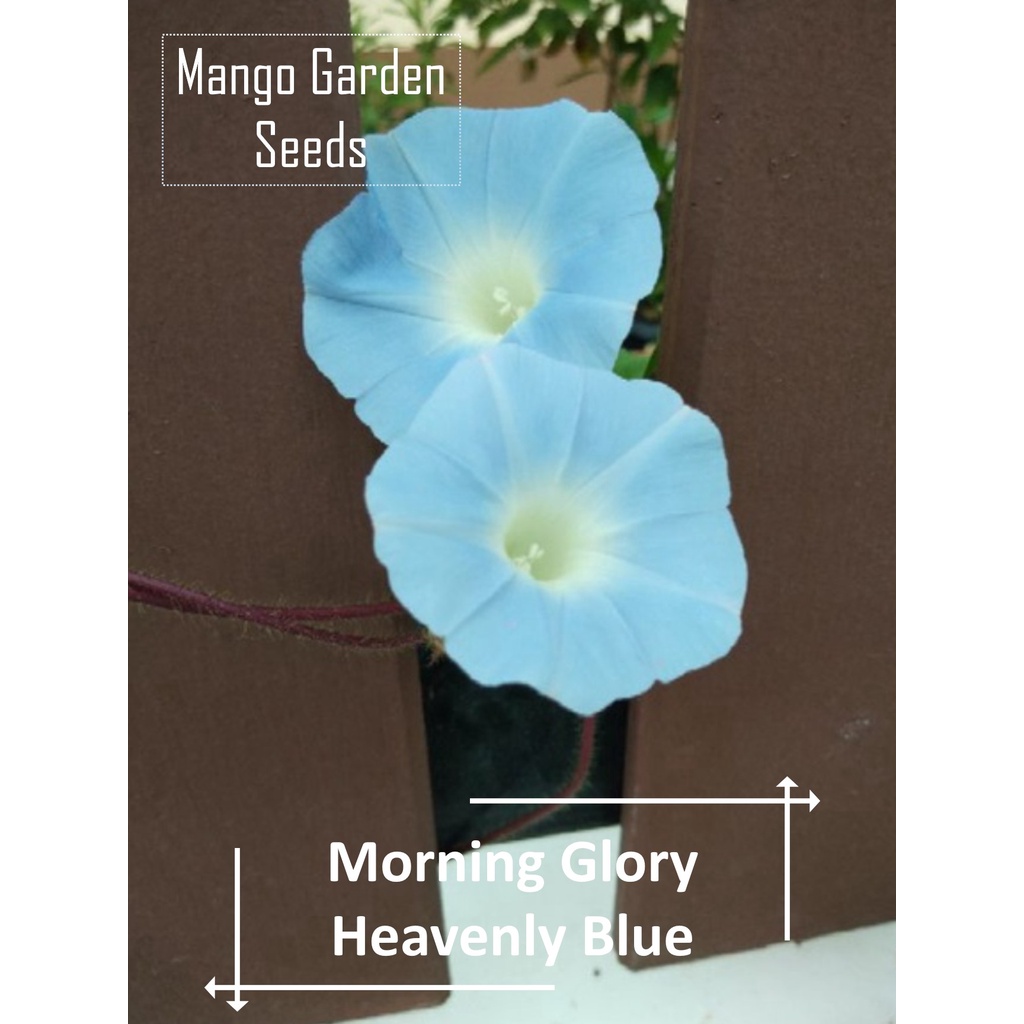 Heavenly Blue Japan Morning Glory Seeds - 5 Seed *Pot Friendly* Tanam ...