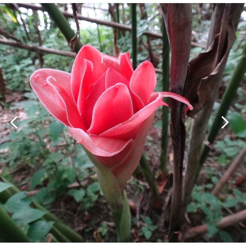 Pokok Bunga Kantan Cepat Berbunga dalam polibag I Bunga Gantang dah ...